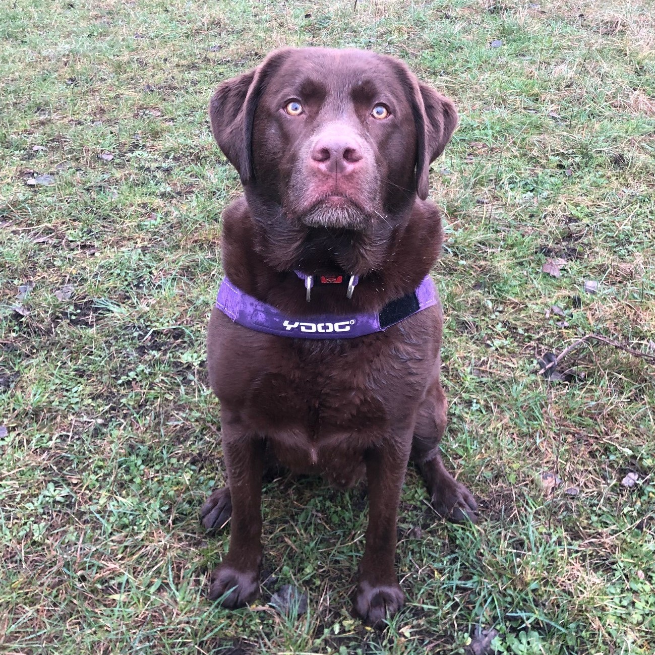 Wildflower Walkies – Dog Walking & Pet Care Services